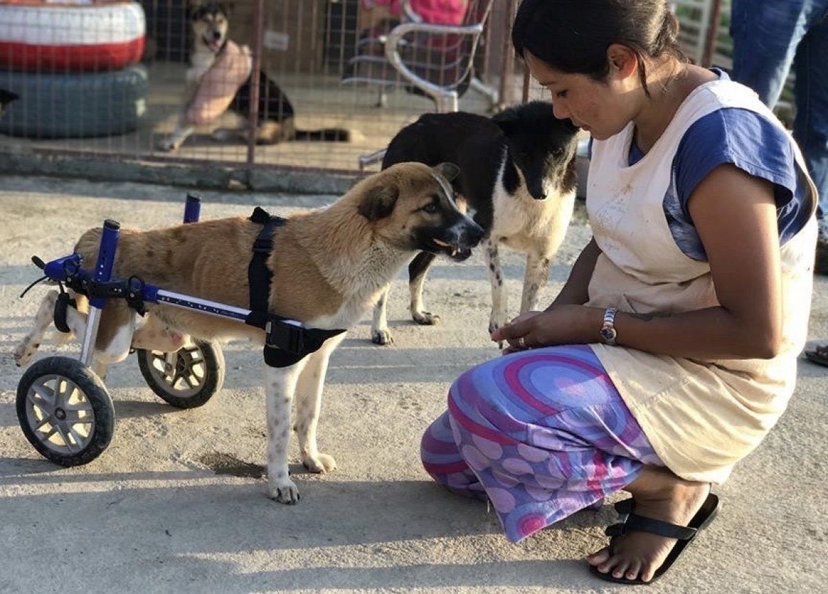 2019 starts out strongly for Help Animals India – Help Animals India ...