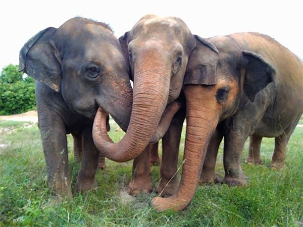 Imagine a better world – Help Animals India - Saving India's Forgotten ...