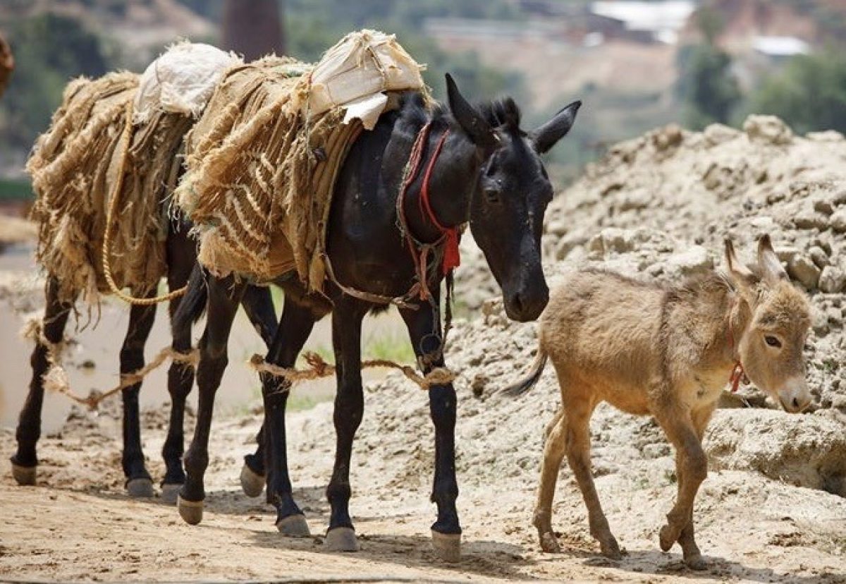 Helping "farmed" animals, CAB, donkeys, cats, dogs and an award! – Help ...