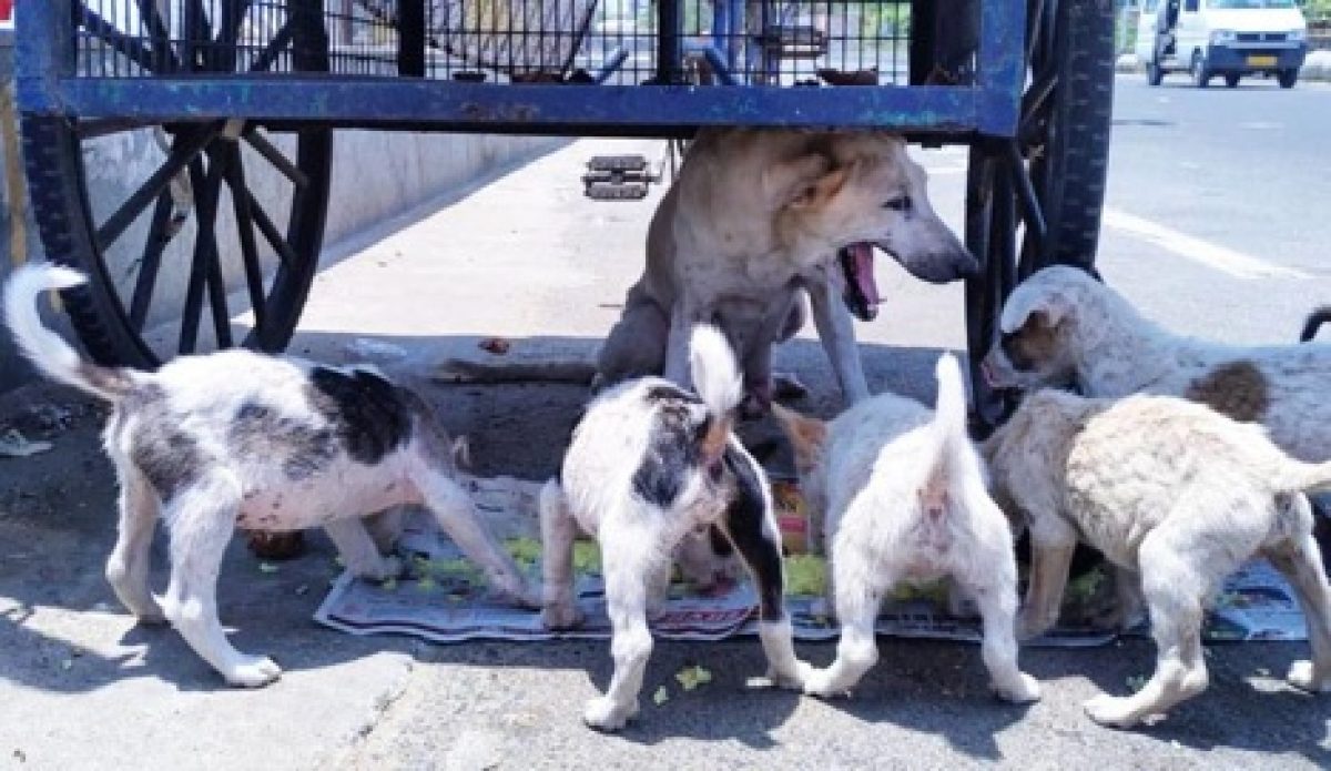 India on lockdown! – Help Animals India - Saving India's Forgotten Animals