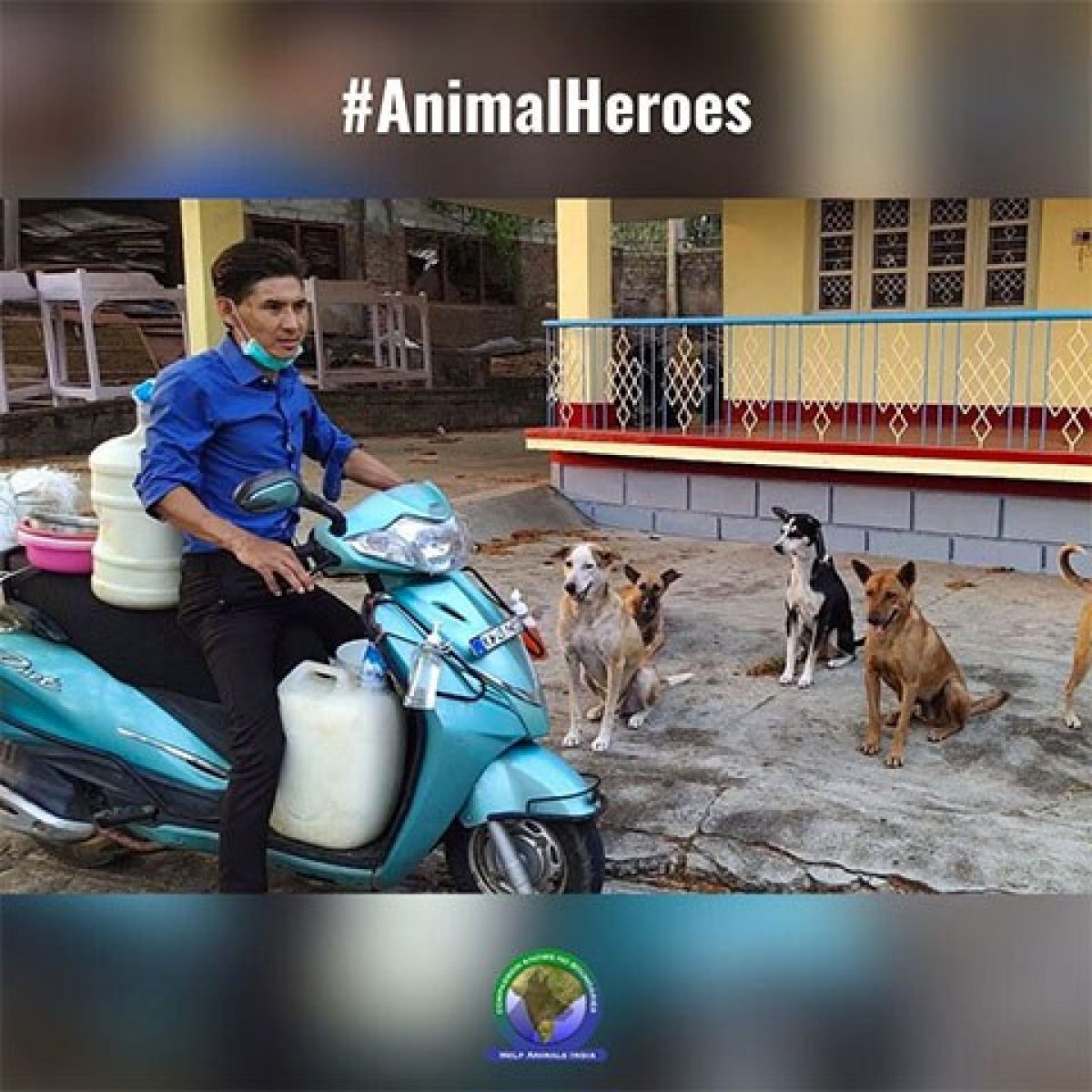 Humane superheroes saving animals all year long! – Help Animals India ...