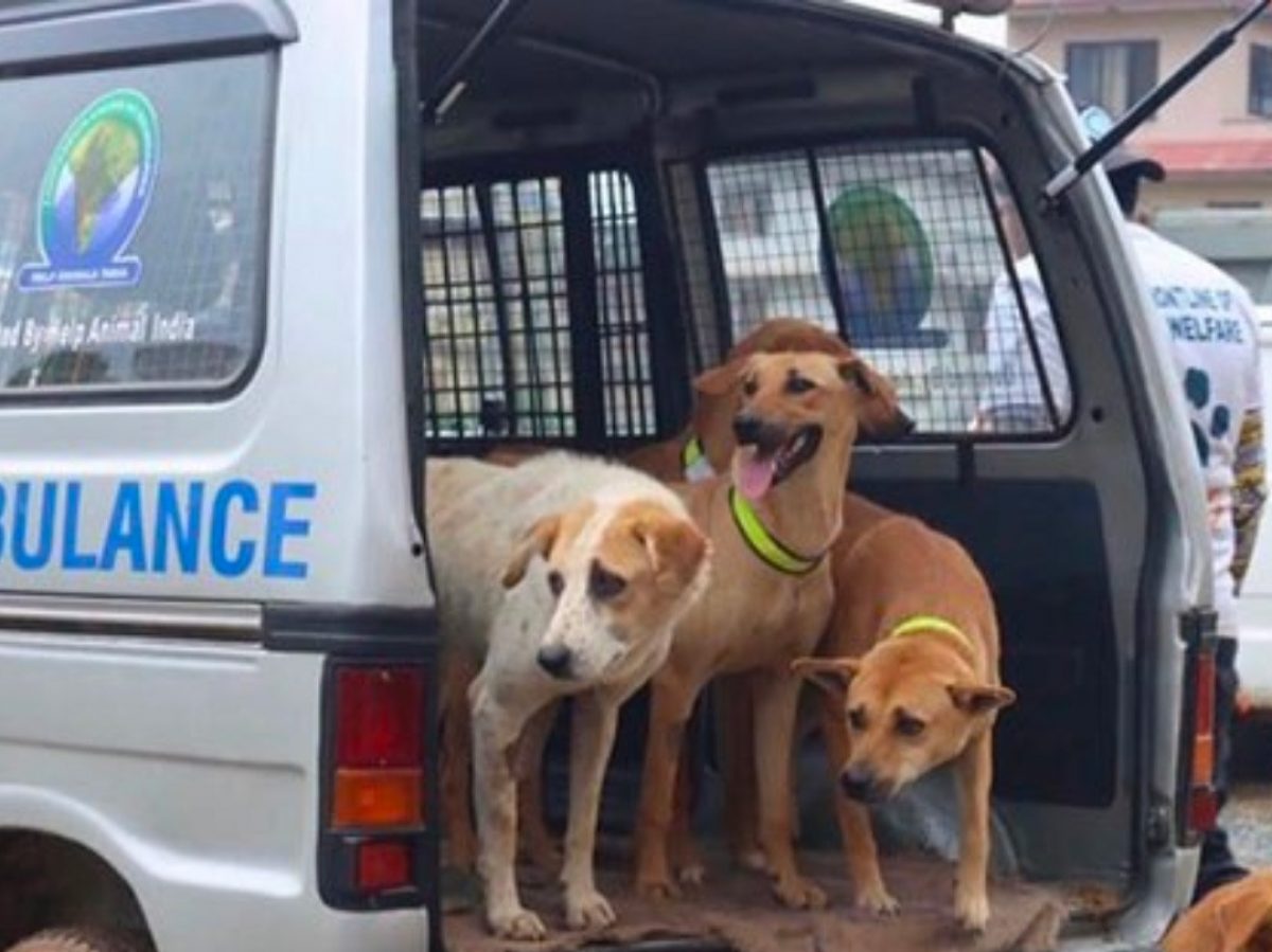 Effective Altruism: Spring update 2023! – Help Animals India - Saving India's Forgotten Animals