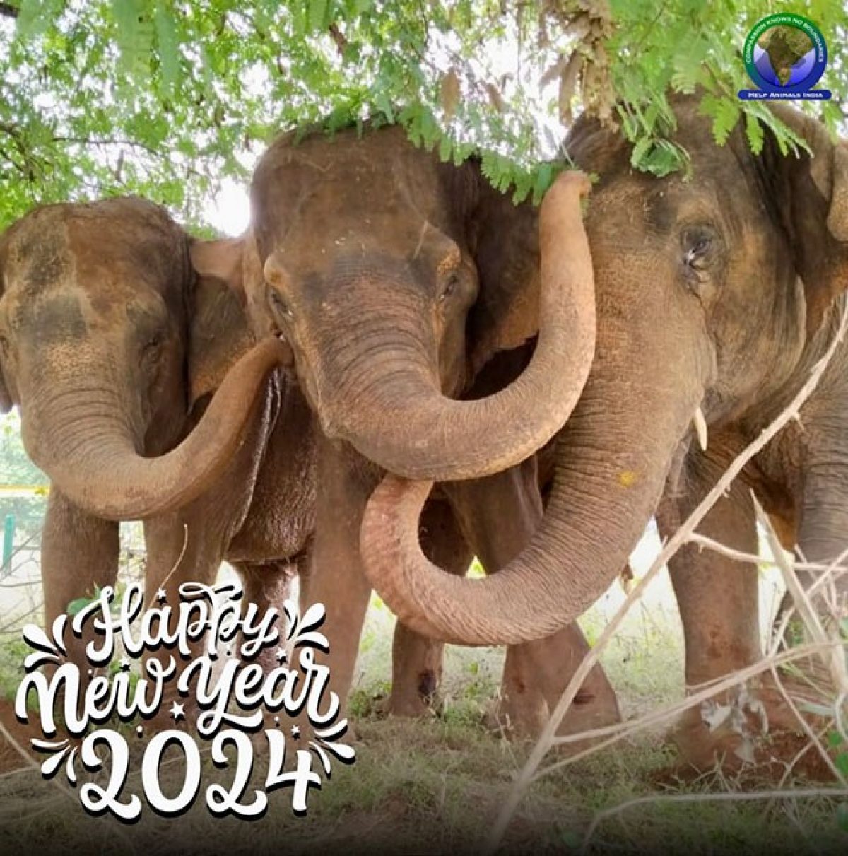 Looking forward to 2024! – Help Animals India - Saving India's ...