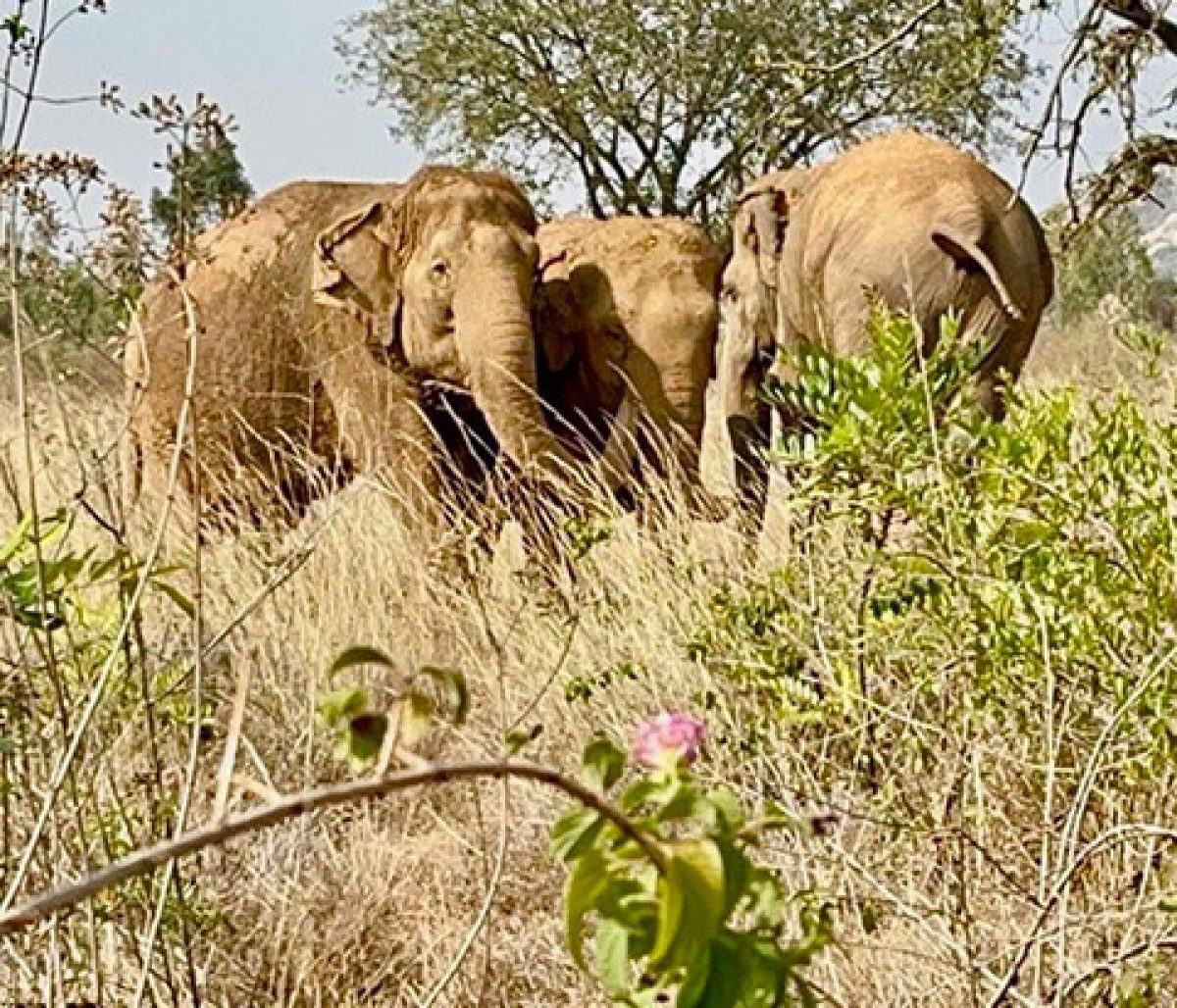 Spring newsletter: more captive elephants find freedom at WRRC, a paralyzed dog responds to TLC ...