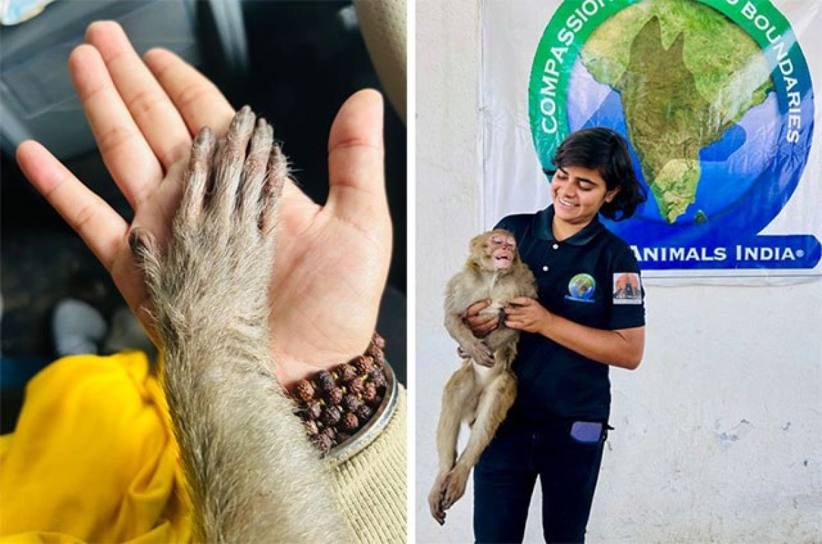 Helping across India and Nepal we will not give up! – Help Animals ...