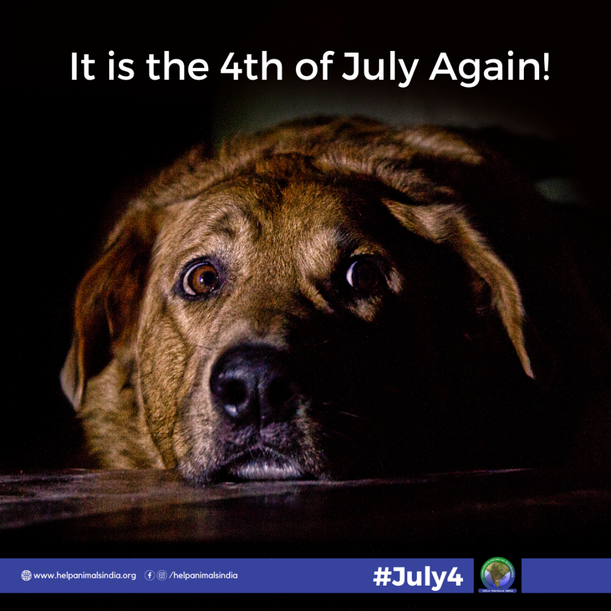 The Boom and the Beast: Understanding Animal Reactions to Fireworks ...