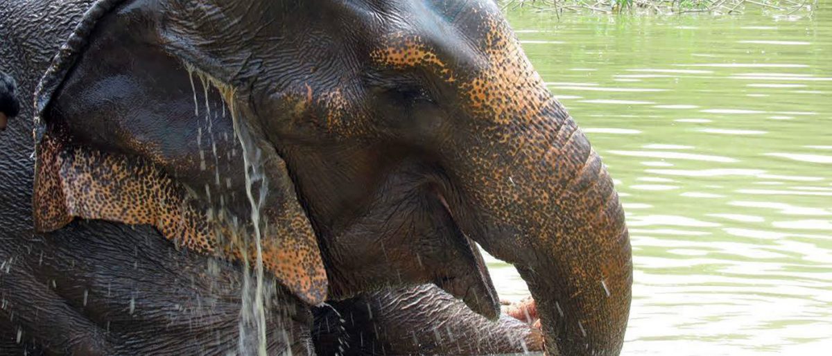 Get Our Newsletter – Help Animals India - Saving India's Forgotten Animals