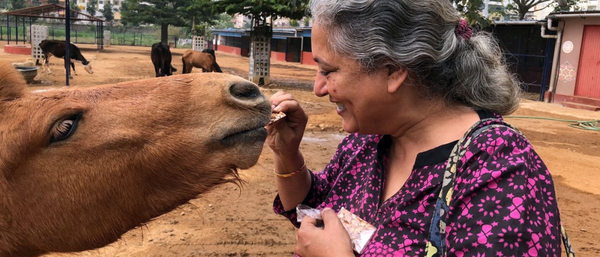 Our Financials – Help Animals India - Saving India's Forgotten Animals